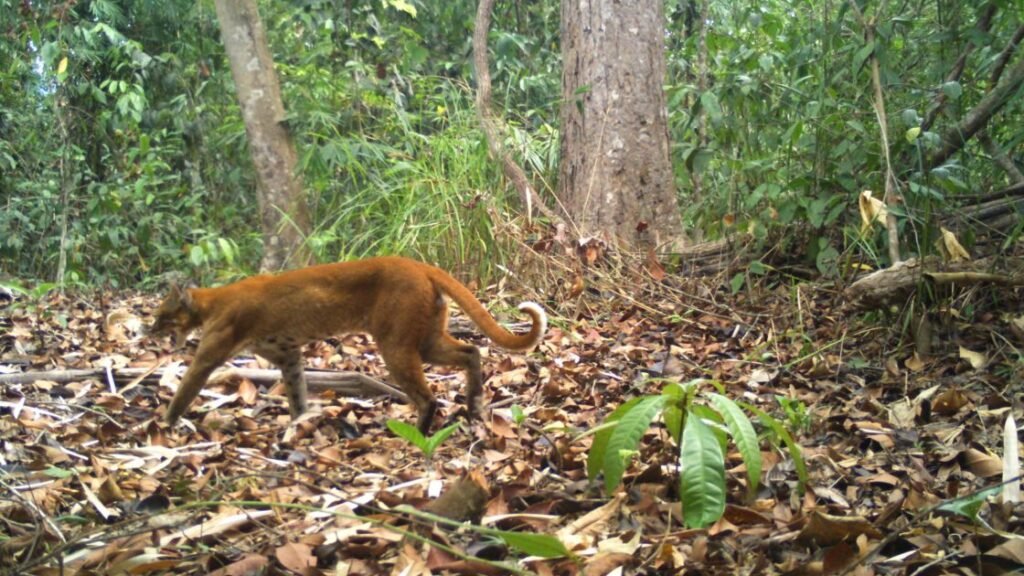 Por primera vez captan a un raro gato dorado en Camboya